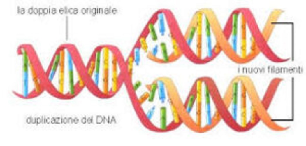 "DNA, geni, evoluzione e biodiversità" - Centro Odontoiatrico Roma